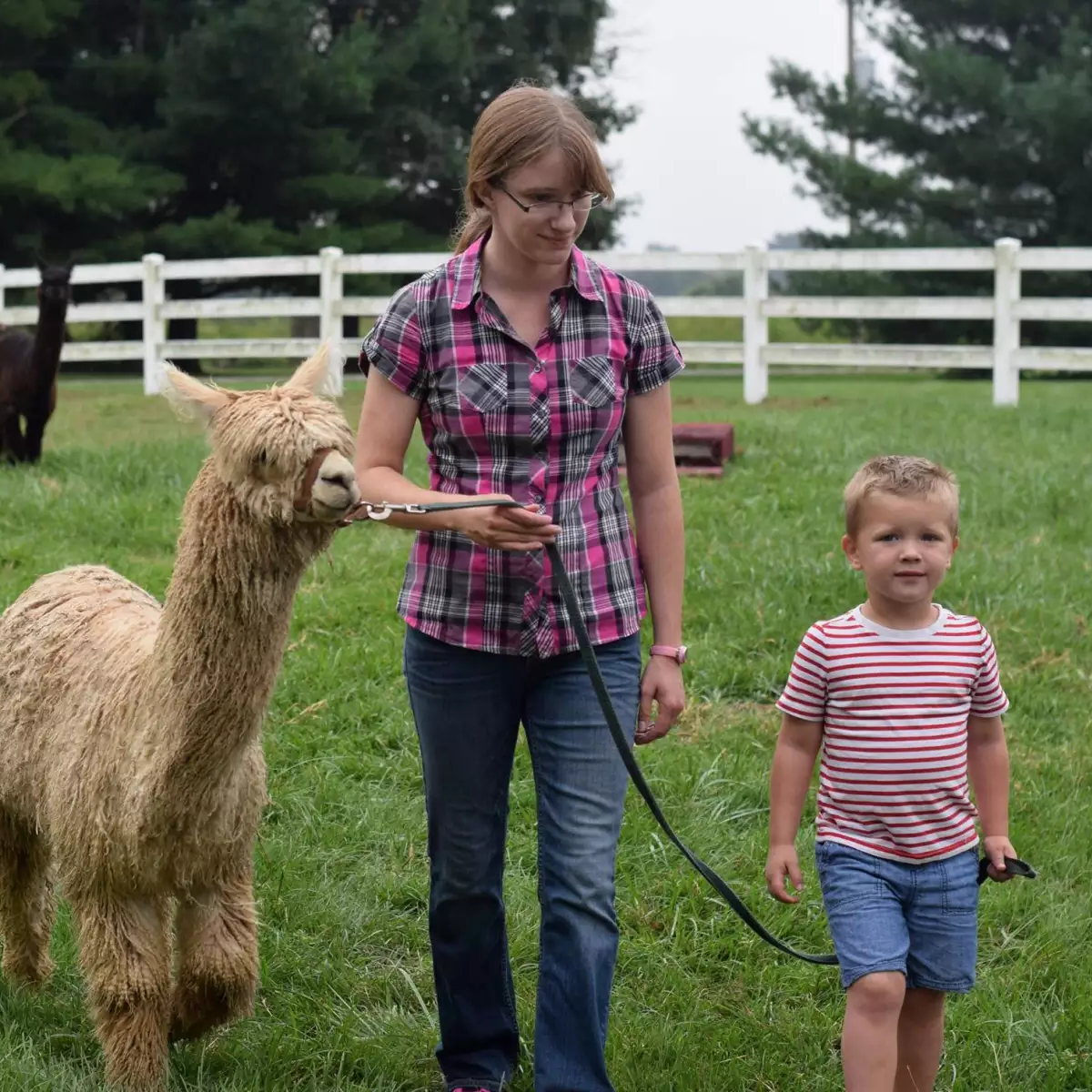 Heritage Farm Alpaca Experience Camping | The Dyrt