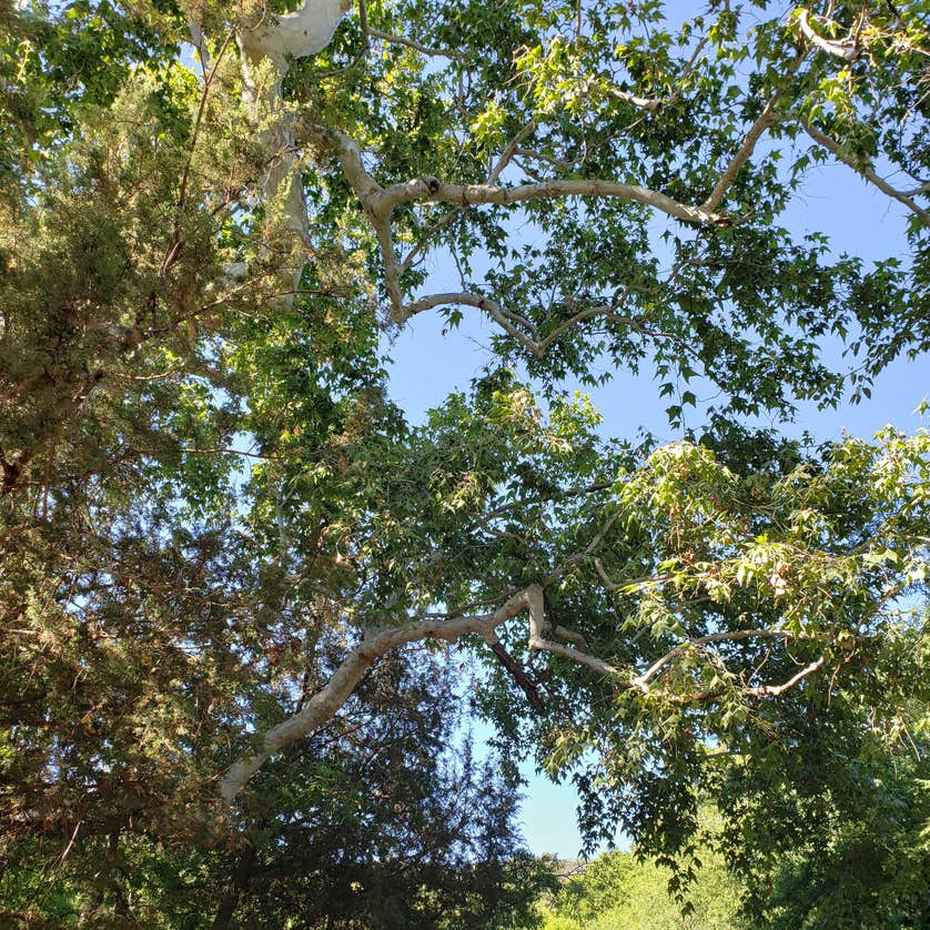 Peppersauce Campground Camping | The Dyrt