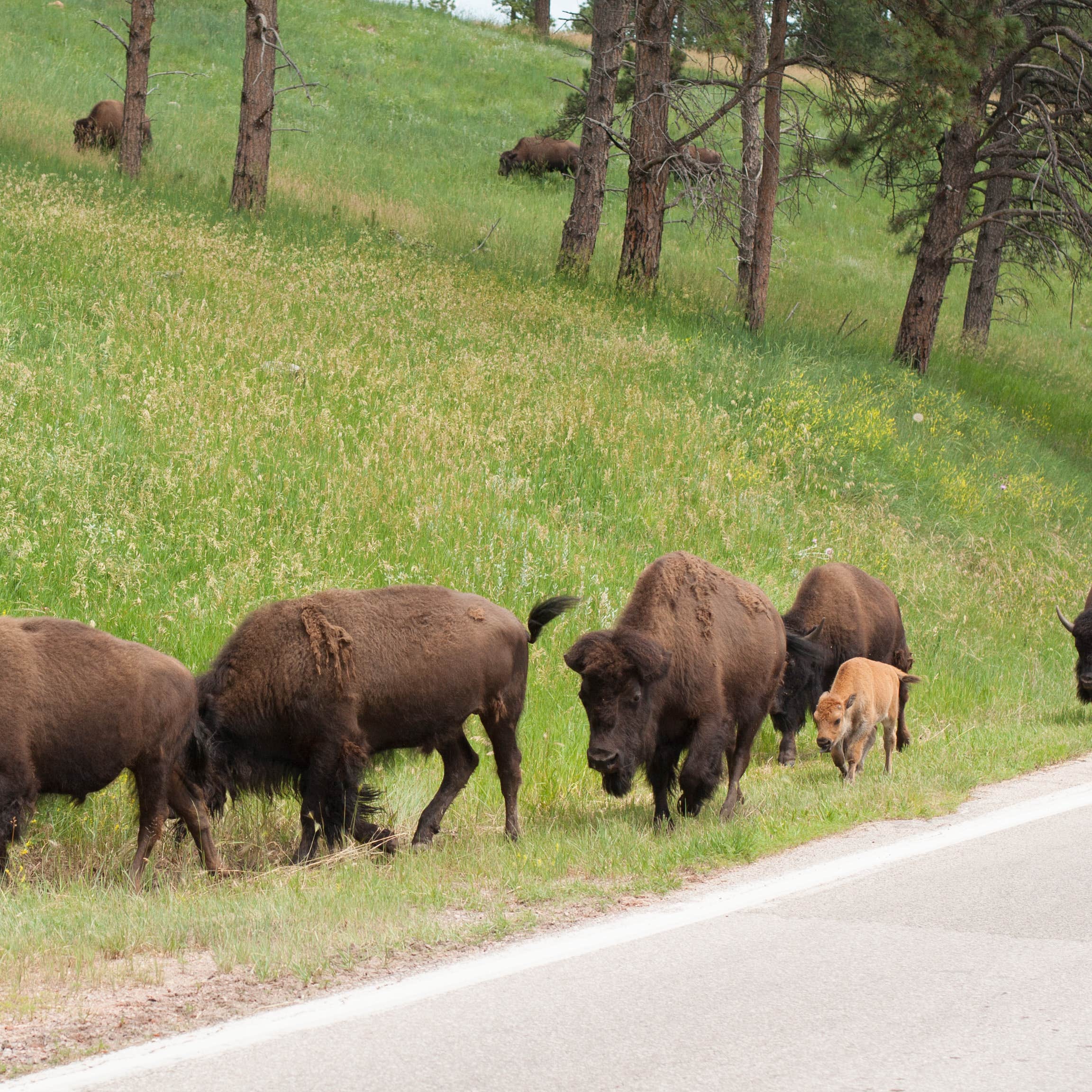 Game Lodge Campground - Custer Camping | The Dyrt