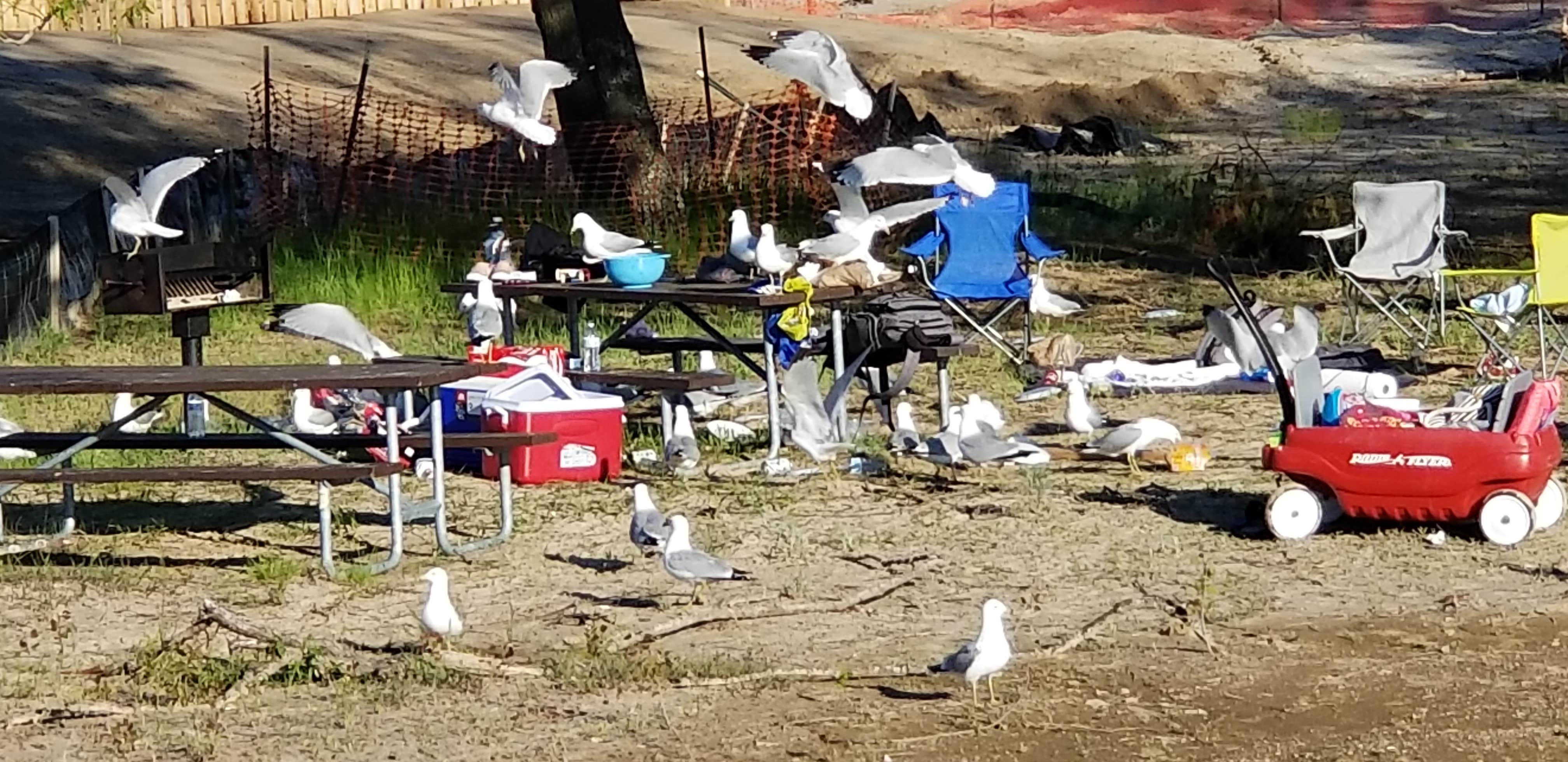 Southwick Beach State Park Campground | Henderson, NY