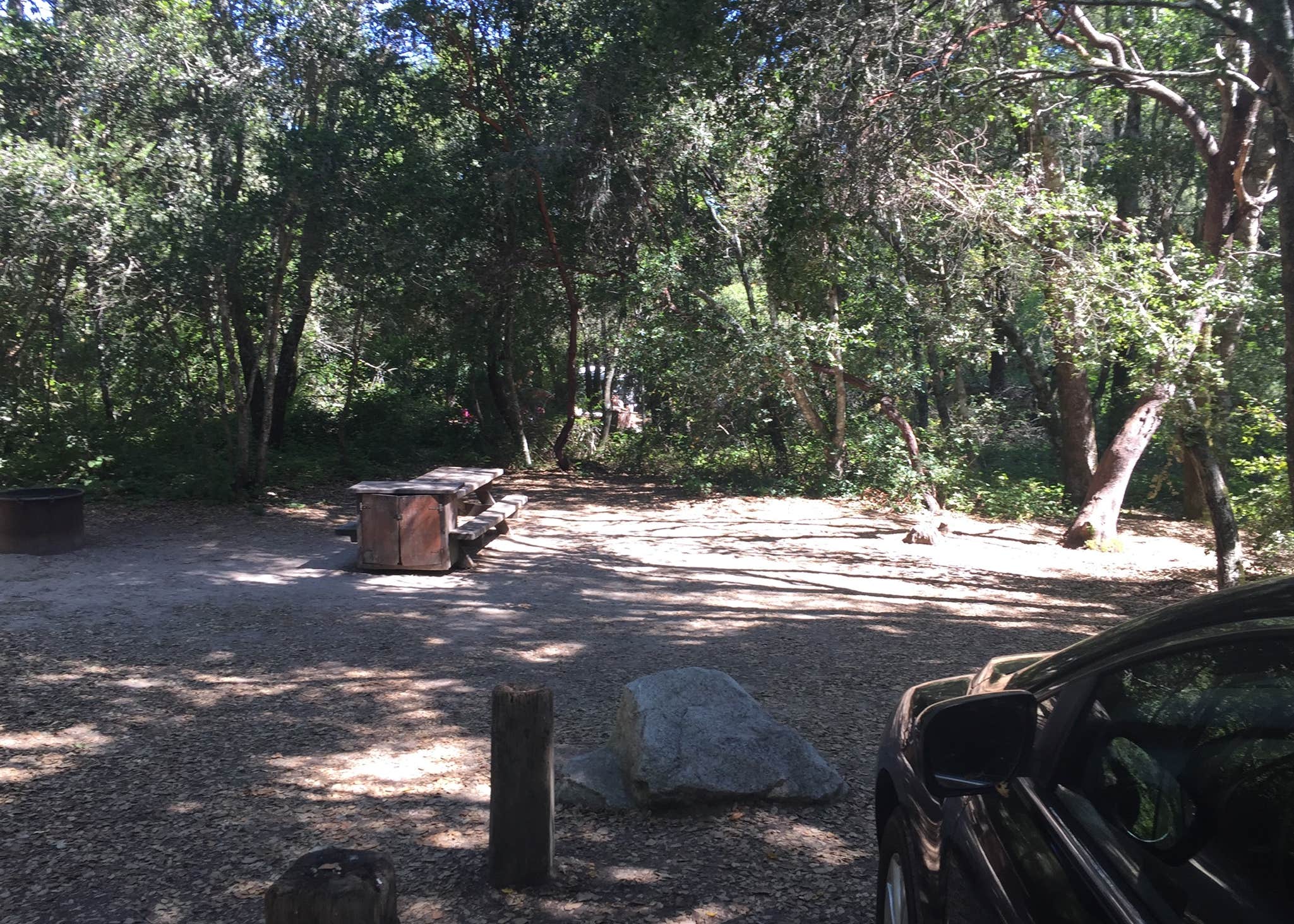 Henry Cowell Redwoods State Park Camping | The Dyrt