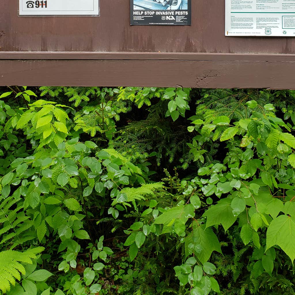 Gale River Loop Road Camping | The Dyrt