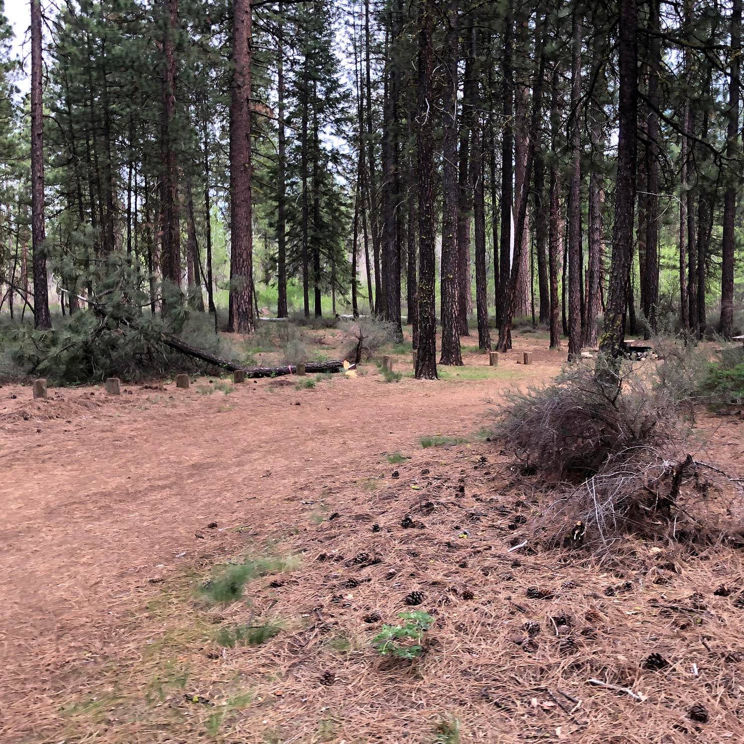 Indian Ford Campground | Sisters, Oregon