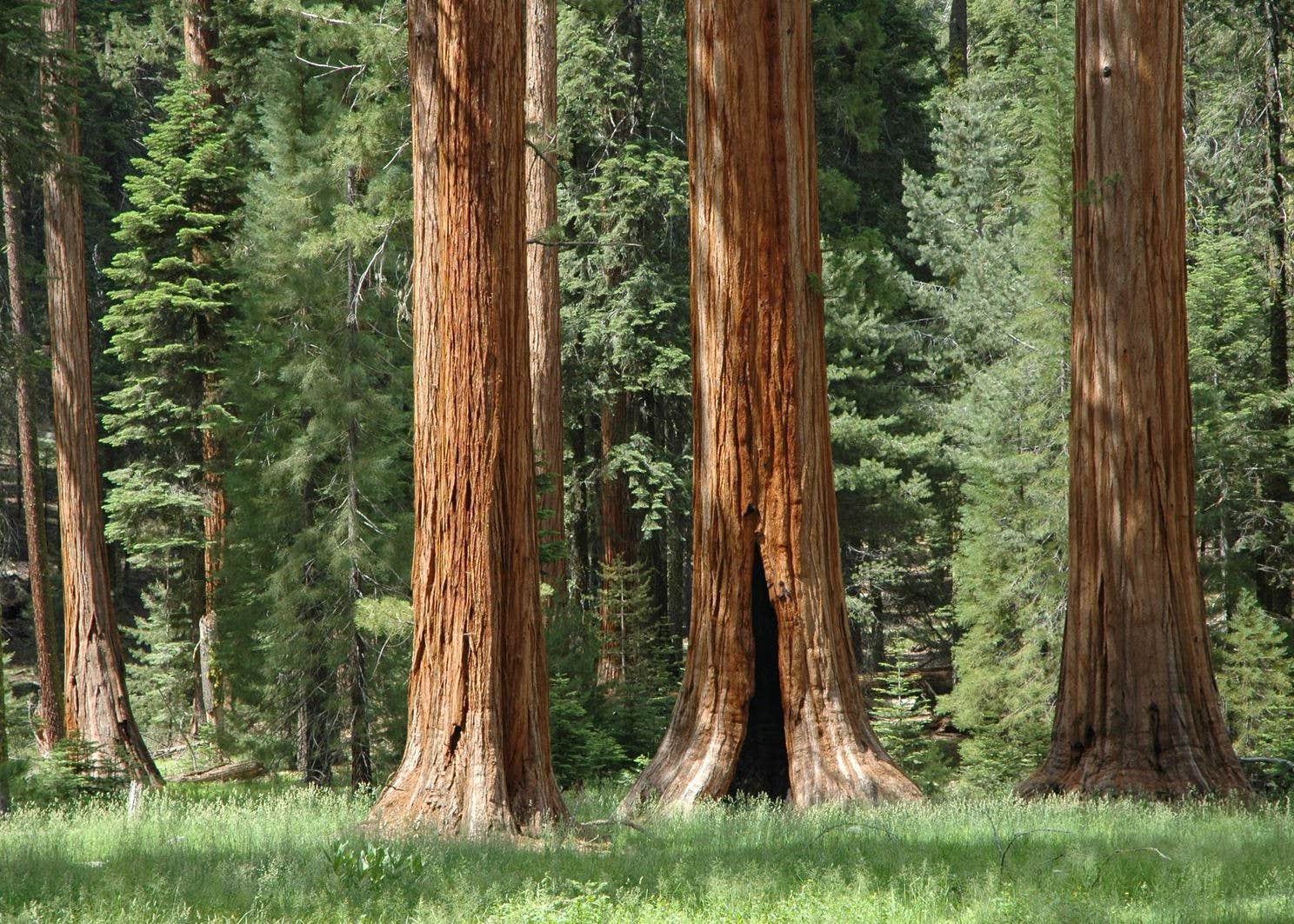 Crystal Springs Campground - Kings Canyon National Park Camping | The Dyrt