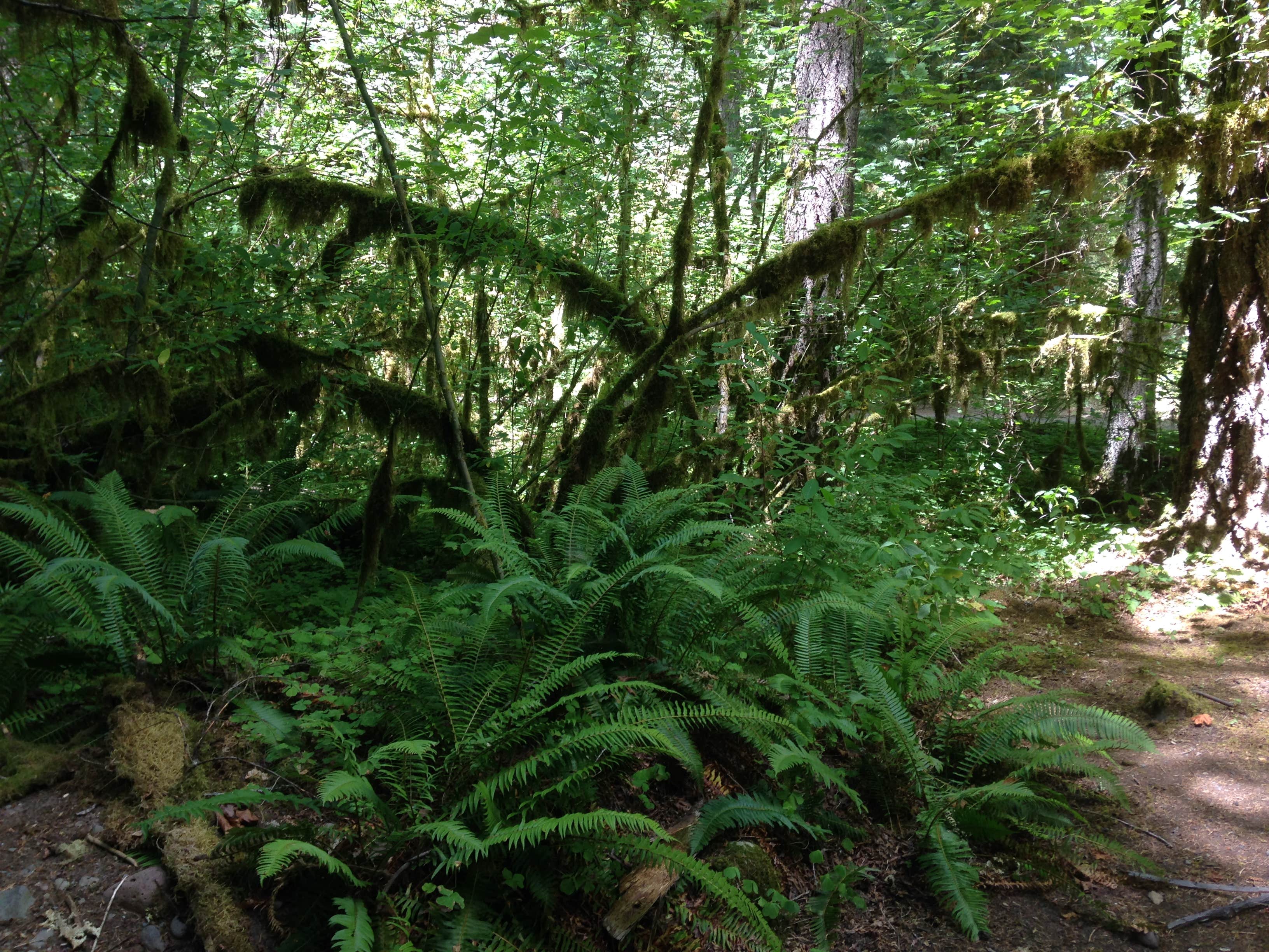 Limberlost Campground | The Dyrt