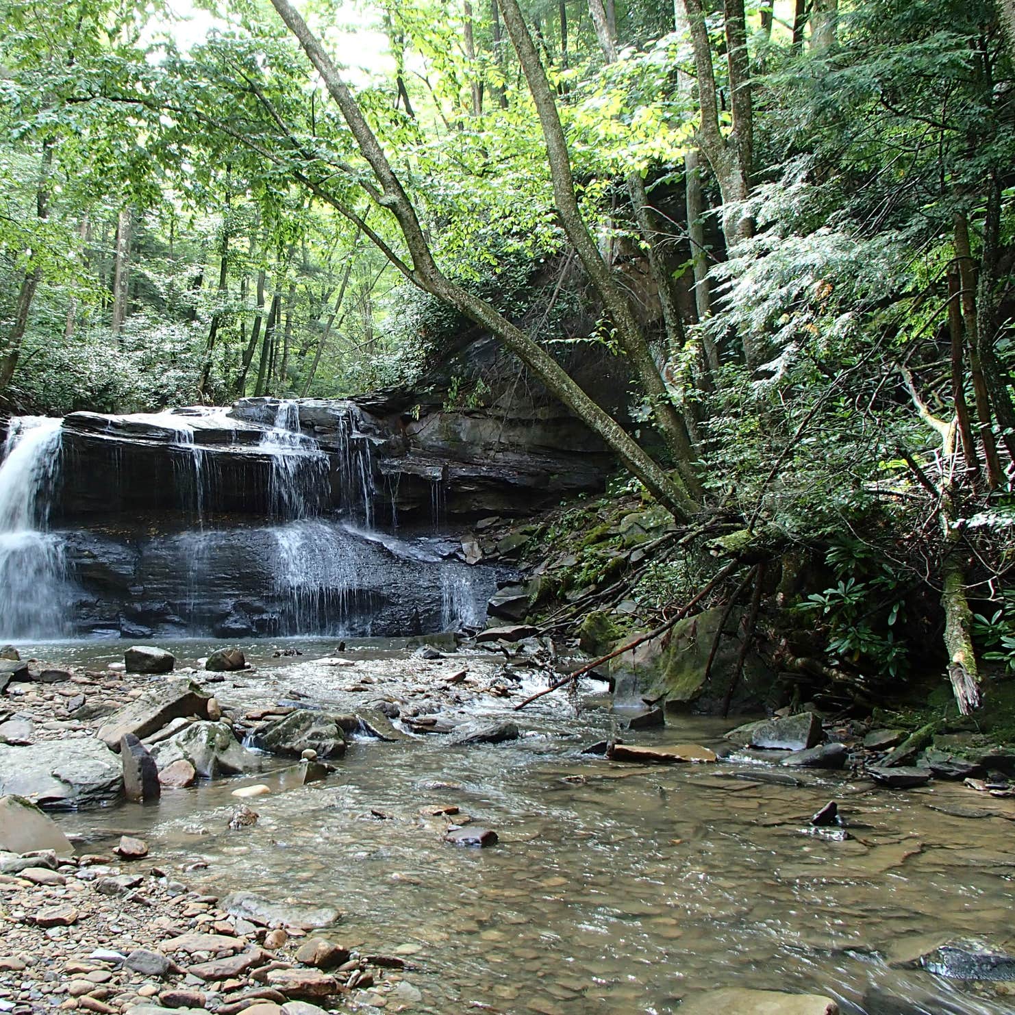 Holly River State Park Camping | The Dyrt