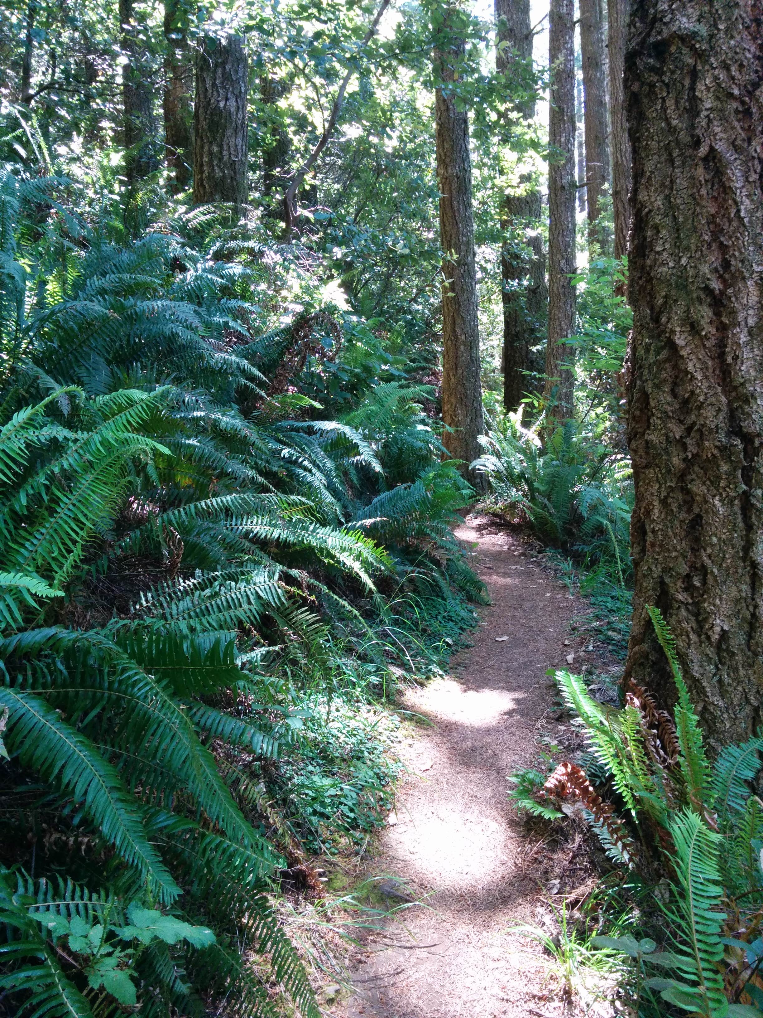 Humbug Mountain State Park Campground | Port Orford, Oregon
