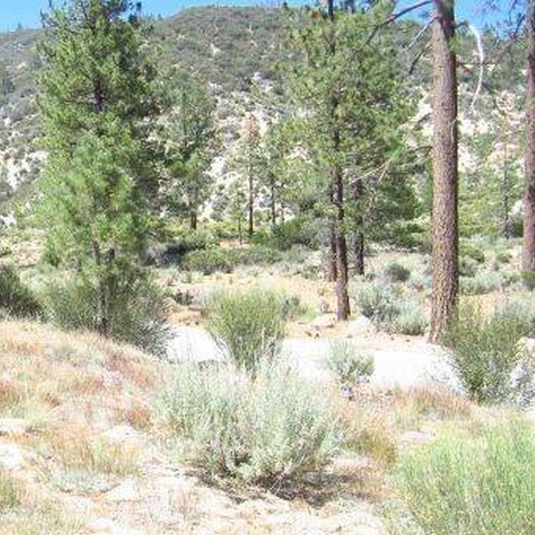 Angeles National Forest Meadow Group Campground Camping | The Dyrt