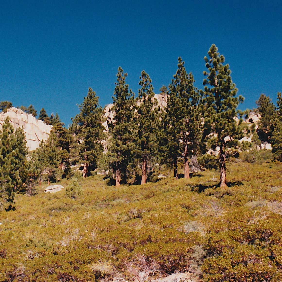 Pinecrest Campground Camping | The Dyrt