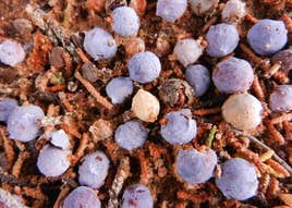 Grey Cliffs Campground Camping | The Dyrt