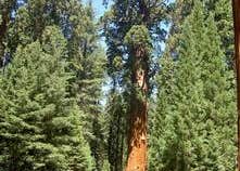 Potwisha Campground Camping | The Dyrt