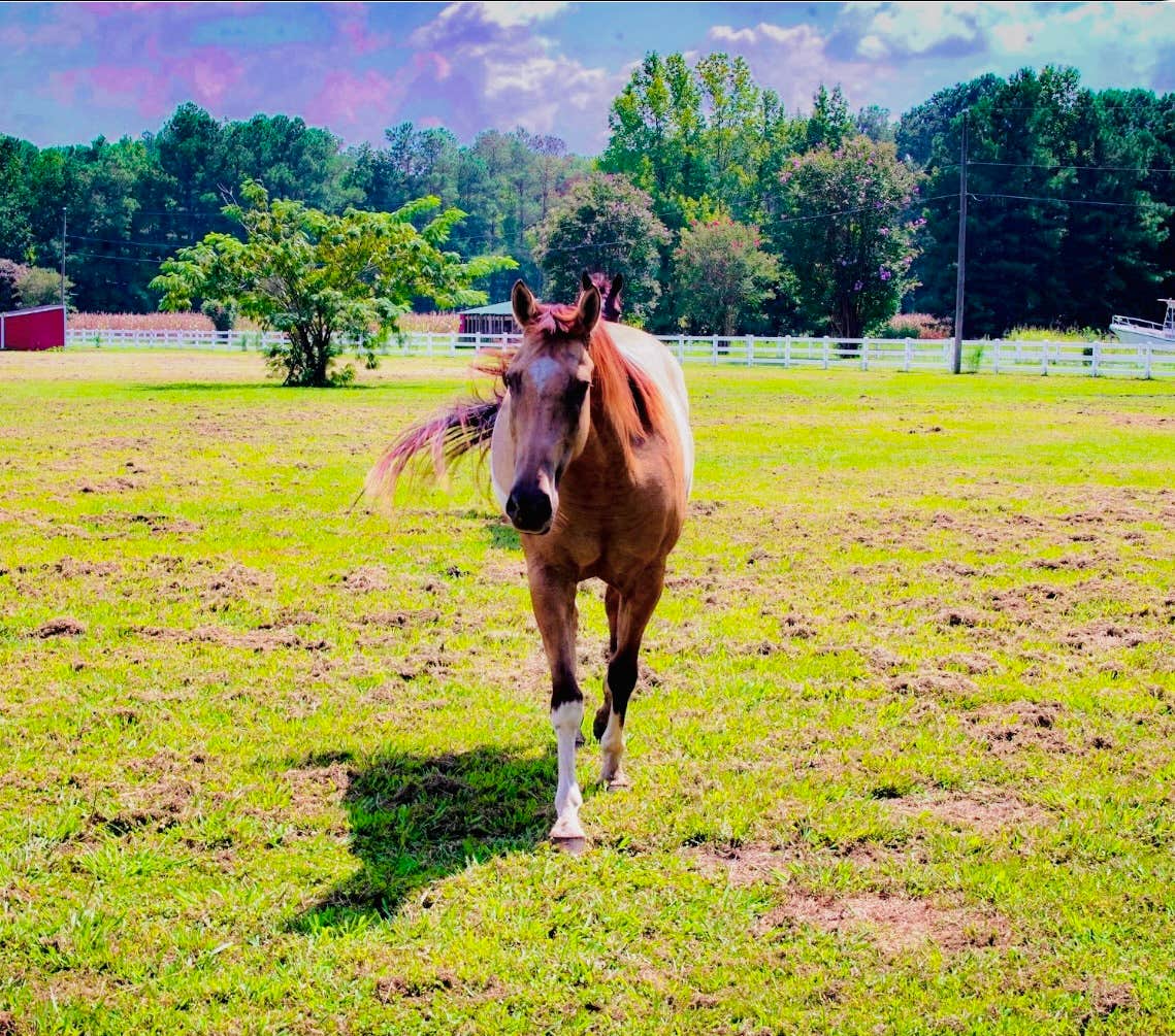Golden Acres Farms Camping | Moyock, VA