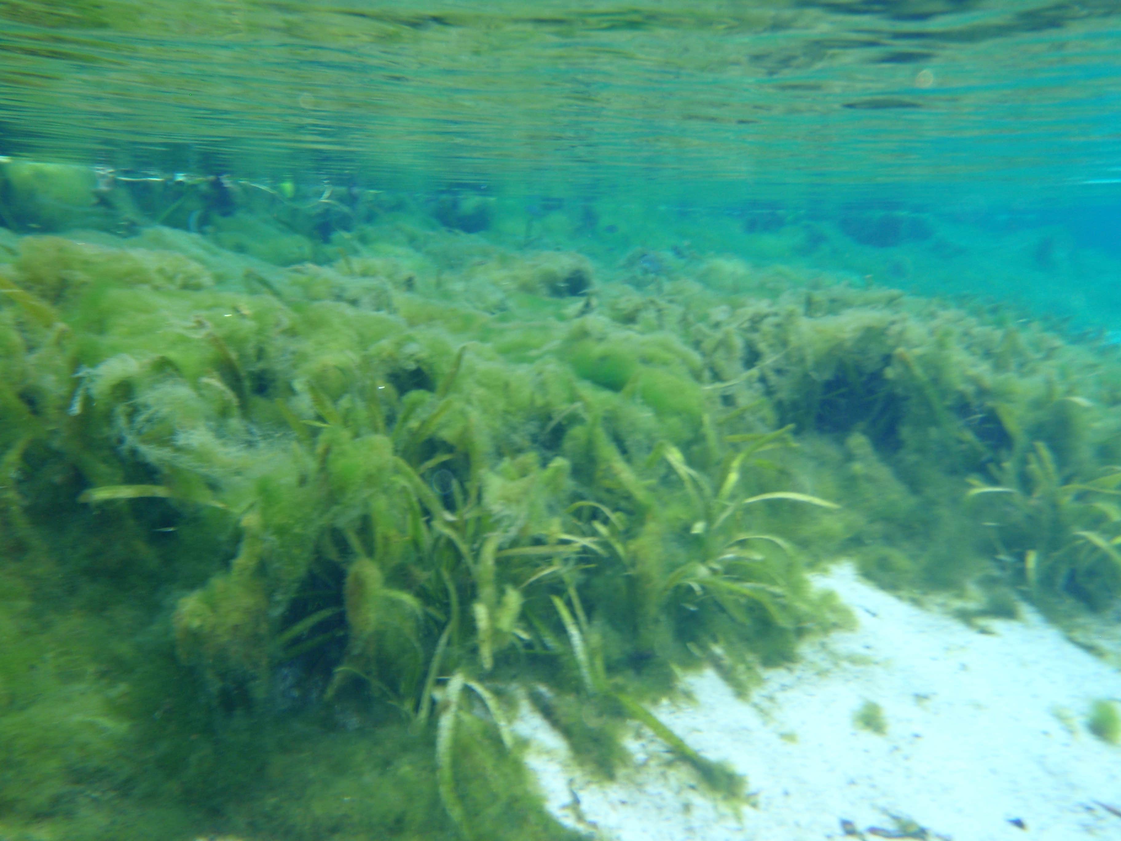 Alexander Springs Recreation Area Camping | Astor, Florida