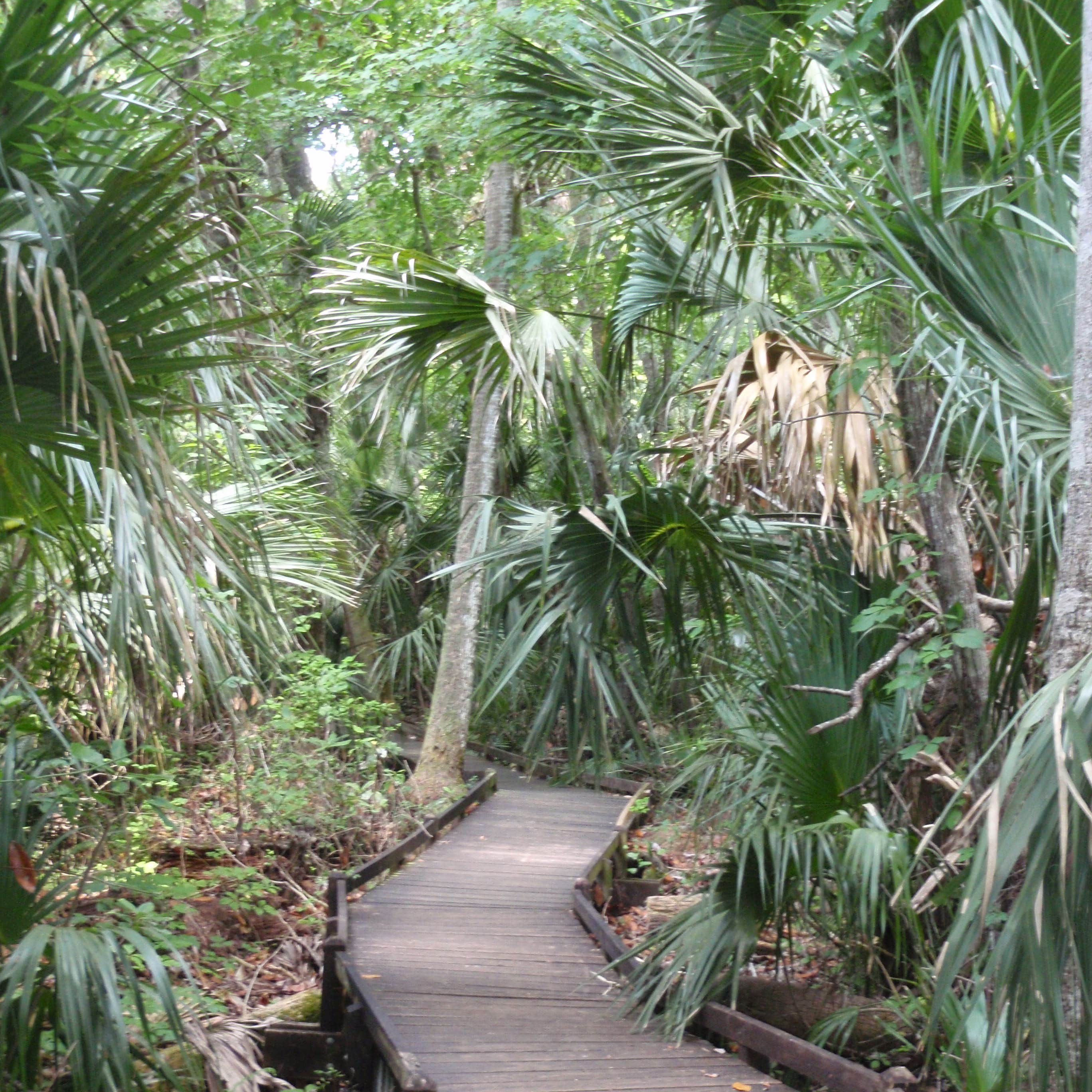 Alexander Springs Recreation Area Camping | The Dyrt