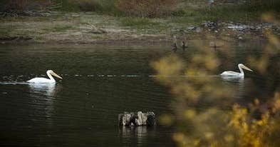 Sheep Bridge Camping | La Pine, Oregon