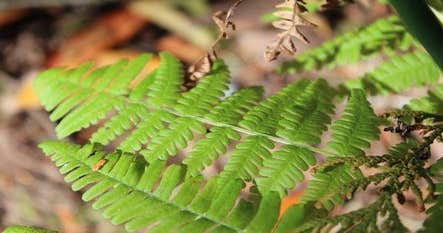 Tyee Recreation Site Camping | Nolin River Lake, Kentucky