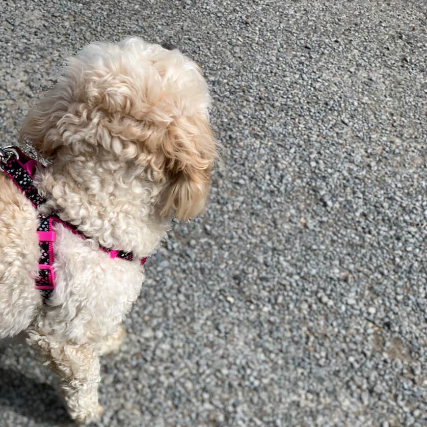 Rose Point Park Cabins & Camping | Portersville, Pennsylvania