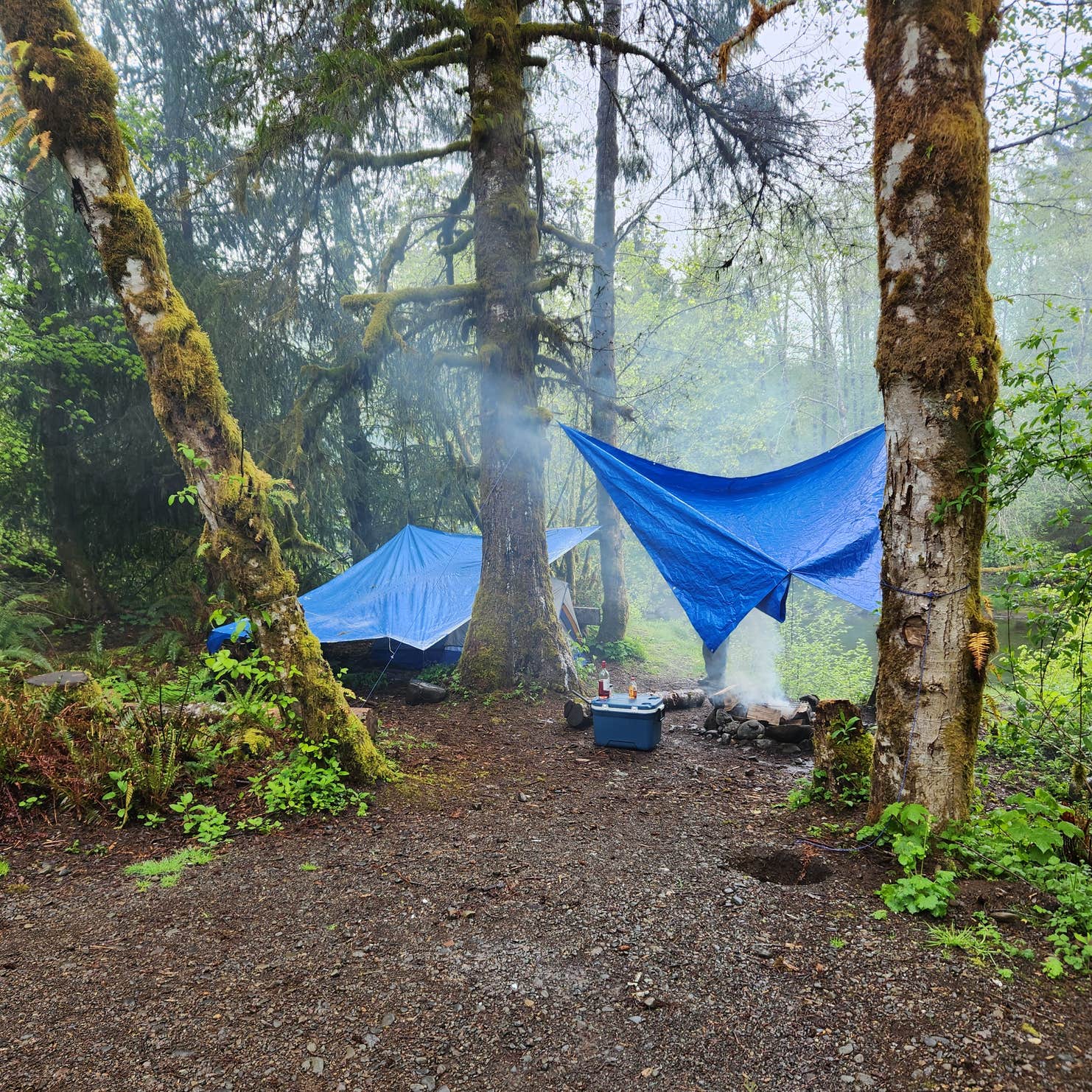 South Fork Calawah River Camping | Forks, Washington