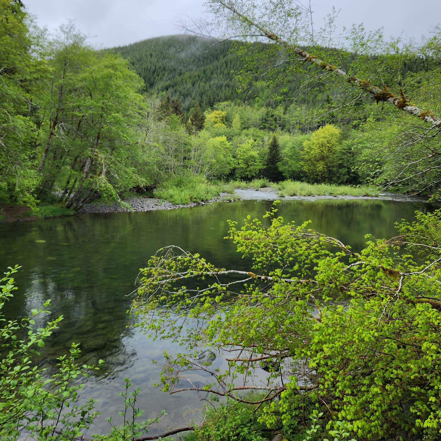 South Fork Calawah River Camping | Forks, Washington