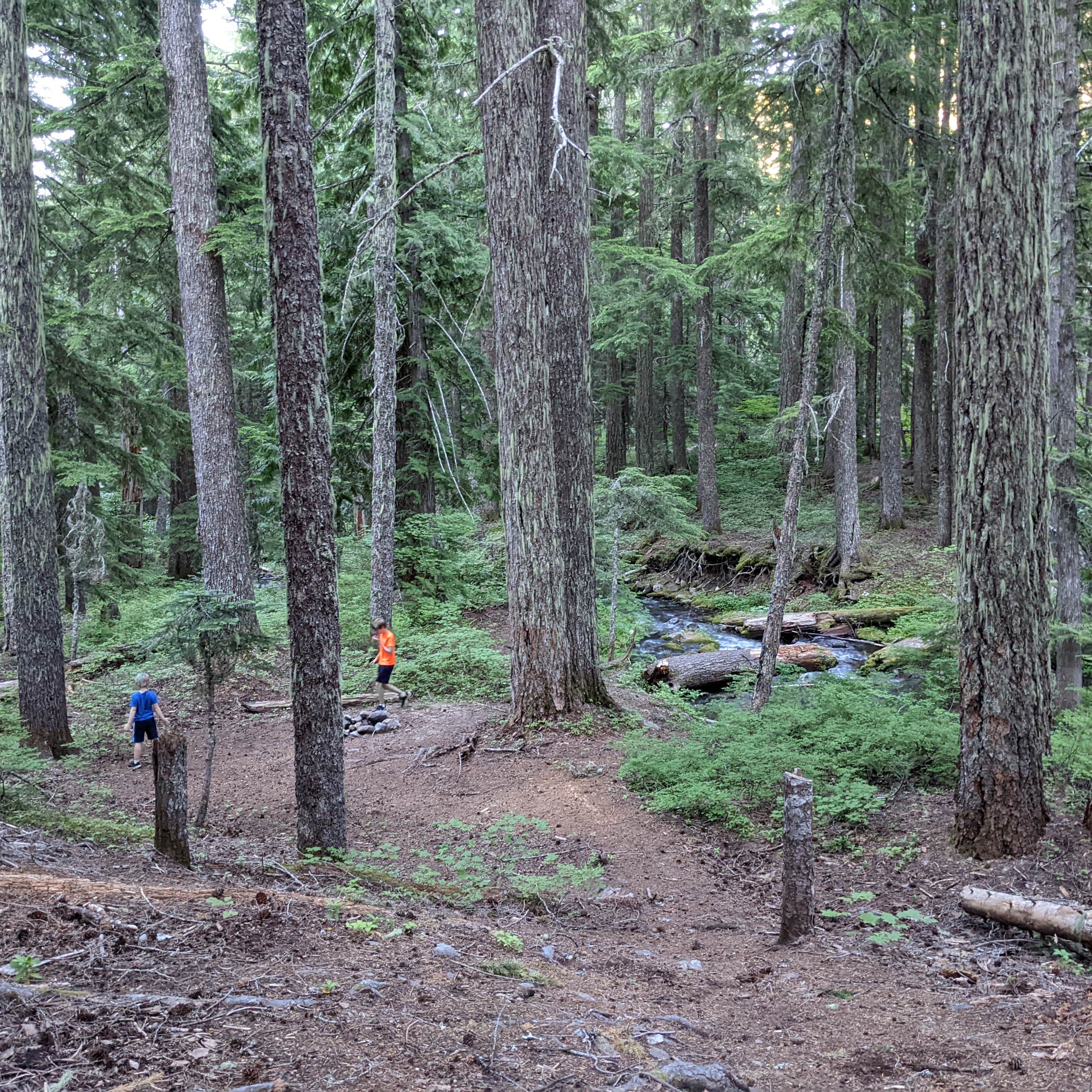Elk Cove Trailhead Camping | Government Camp, Oregon