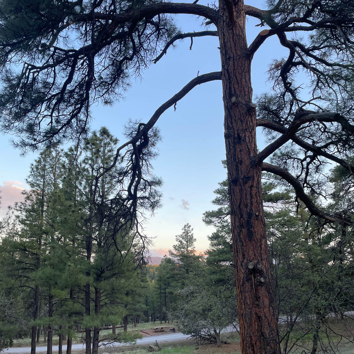 Lakeview Campground (Az) — Coconino National Forest Recreation ...