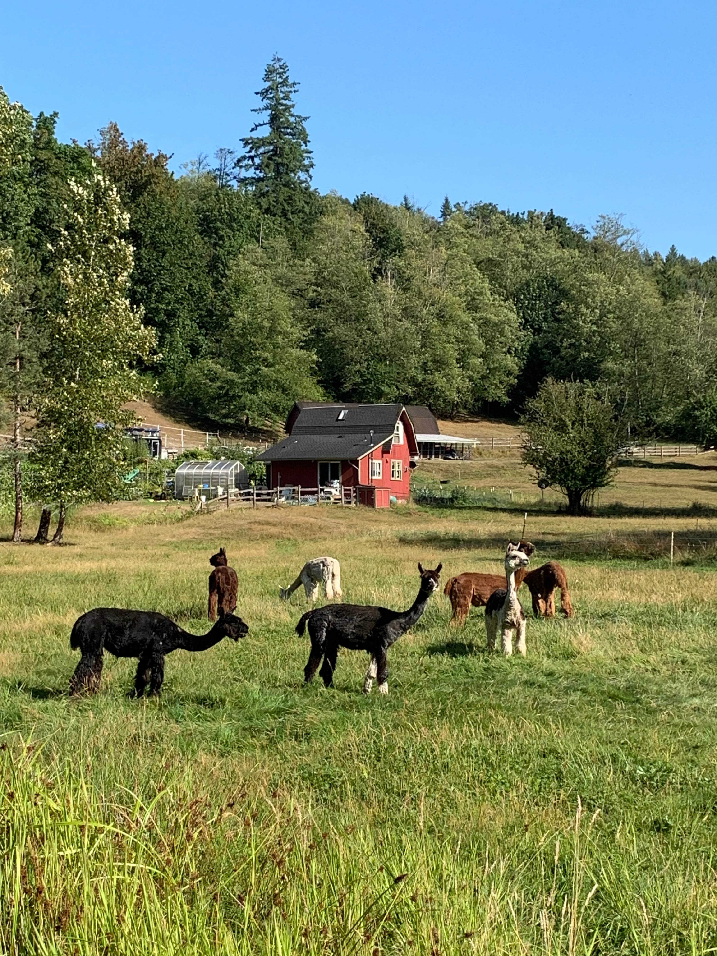 Lazy H Farm and Gardens Camping | Conway, Washington