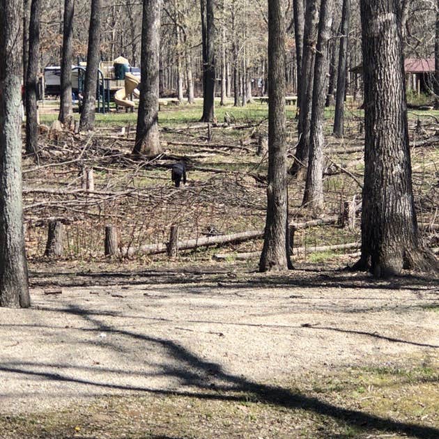 Stephen A. Forbes State Recreation Area Camping | Kinmundy, Illinois