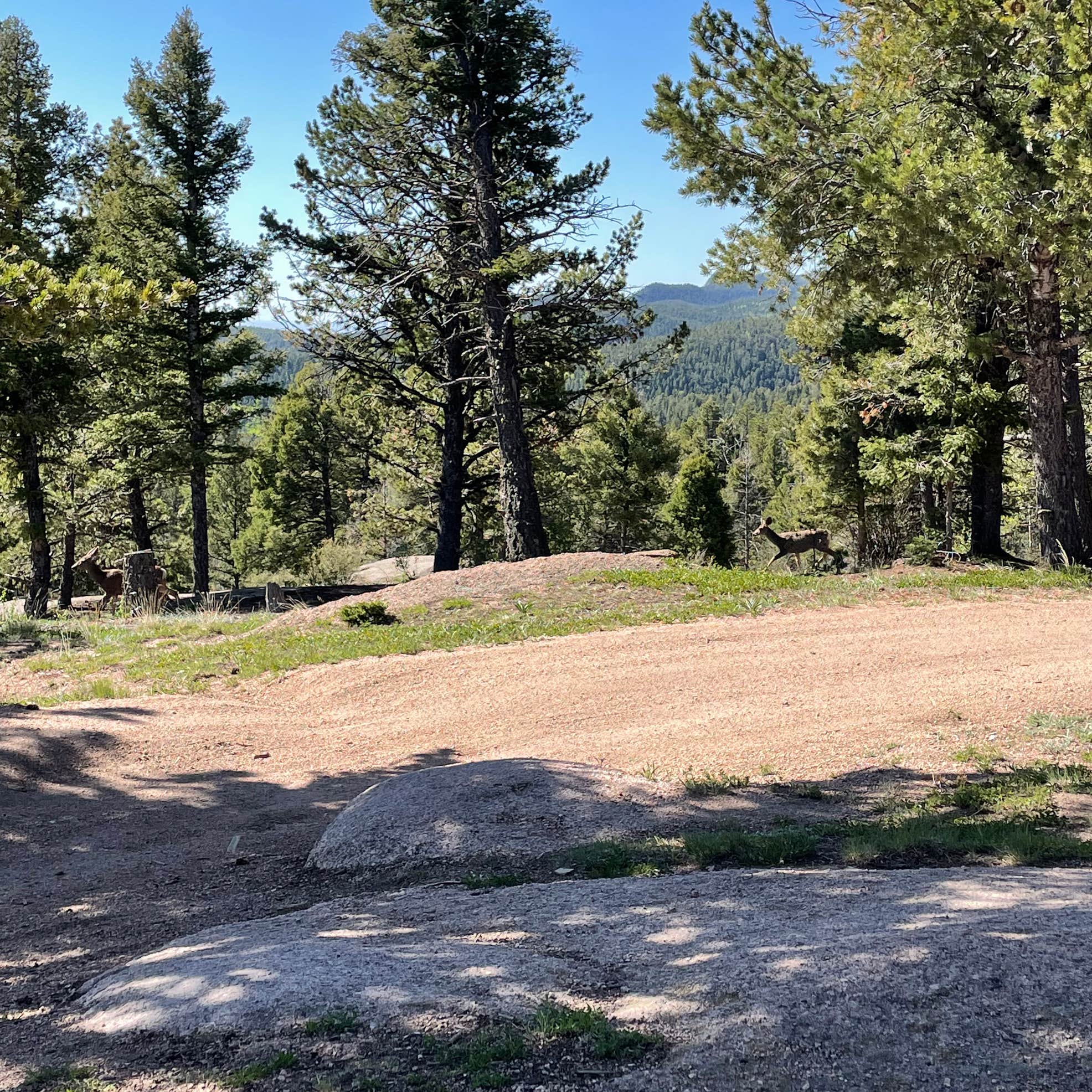 Mount Herman Road Dispersed Camping | Monument, CO