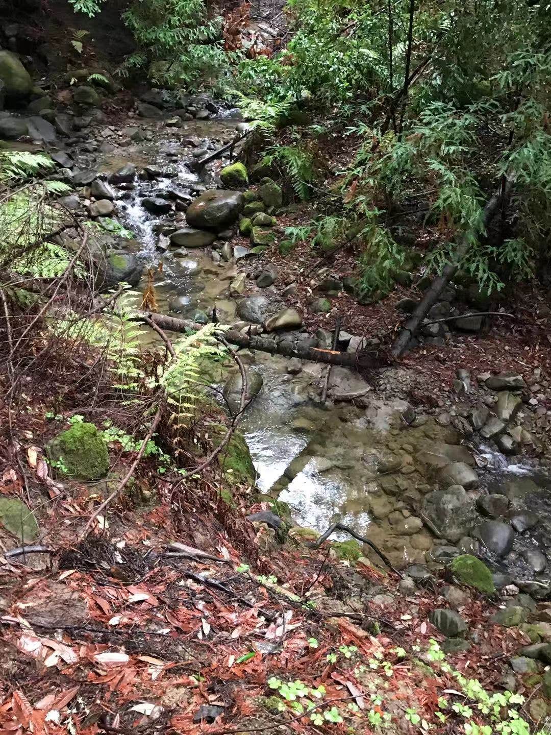 Enchanted Forest Mountain Redwood Retreat Camping | Scotts Valley ...