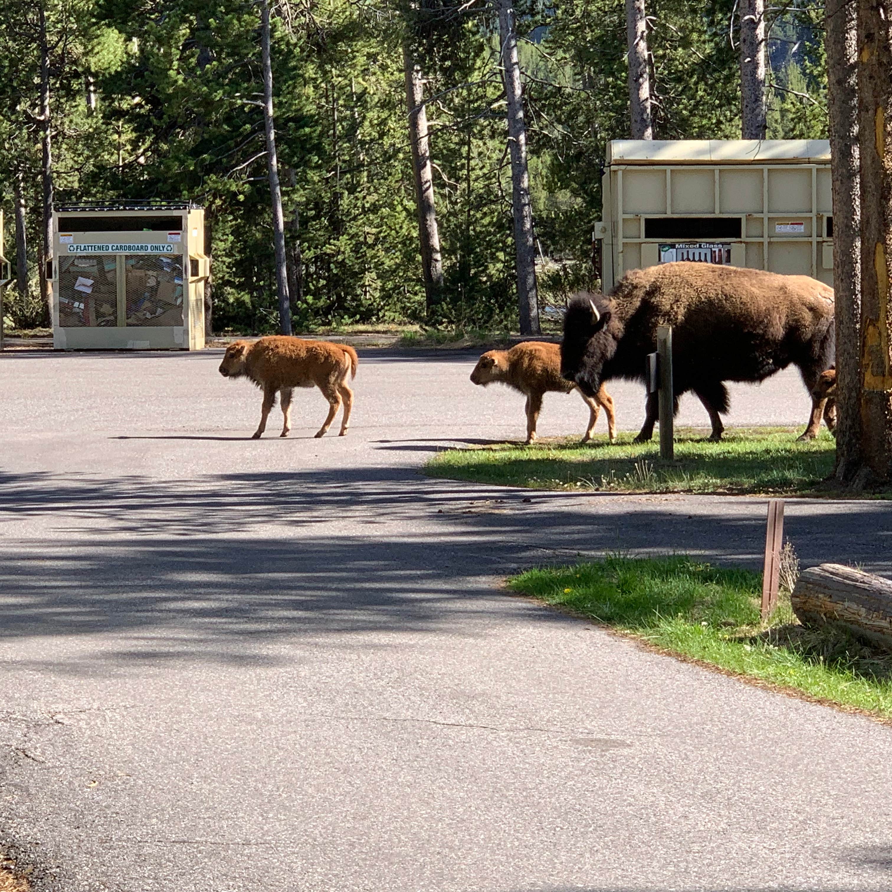 Madison Campground — Yellowstone National Park | Yellowstone National ...