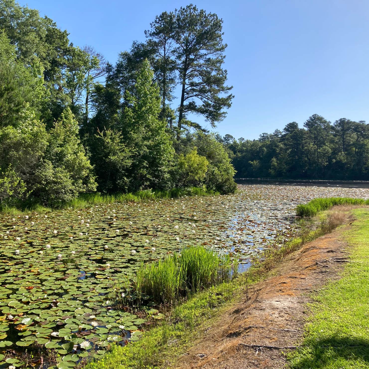 Magnolia Springs State Park Campground | Millen, Georgia