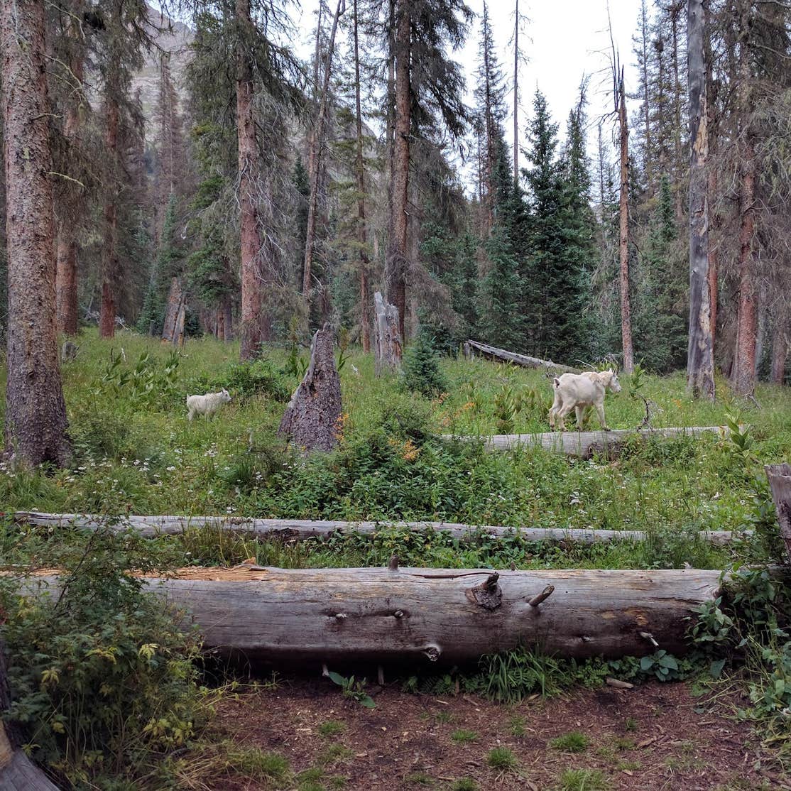 Chicago Basin Camping | Cascade, Colorado