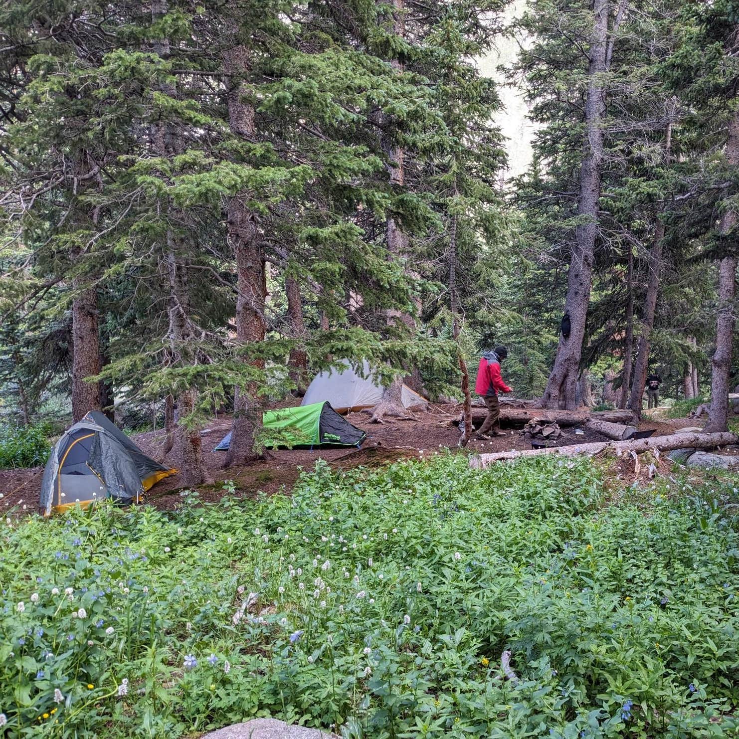 Lower Chicago Dispersed Camping | Silver Plume, Colorado