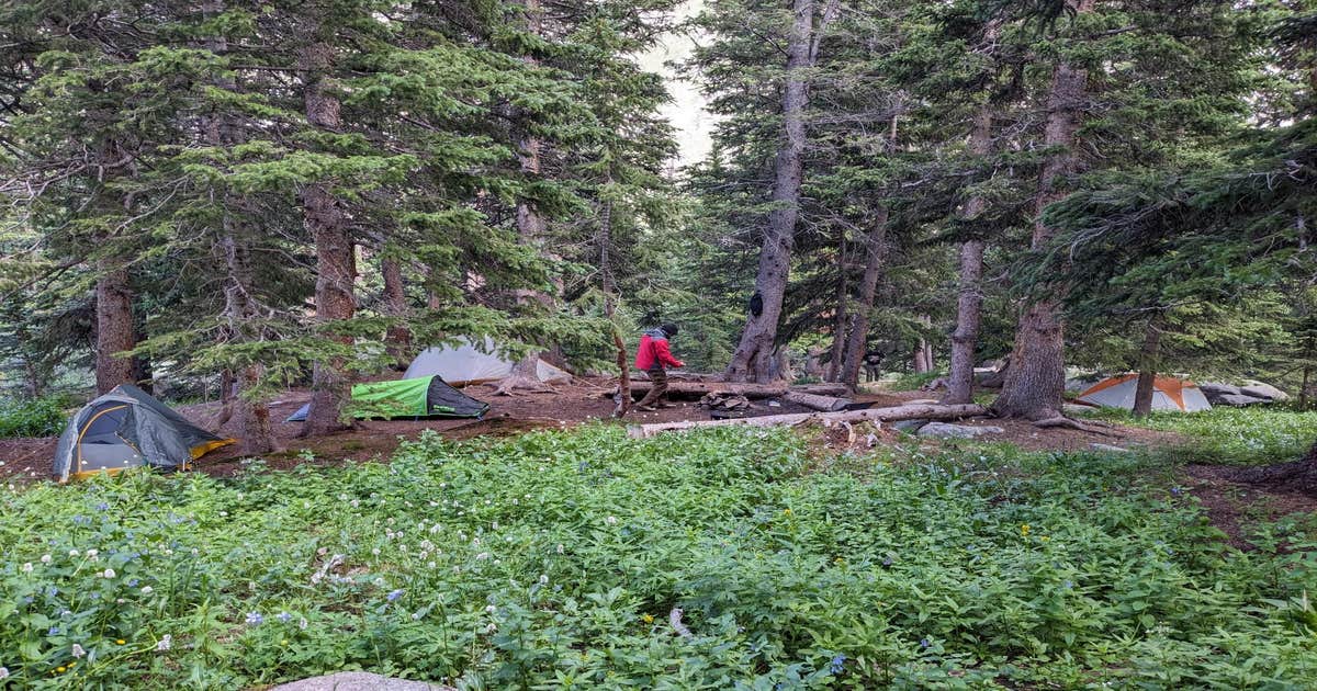 Lower Chicago Dispersed Camping | Silver Plume, Colorado