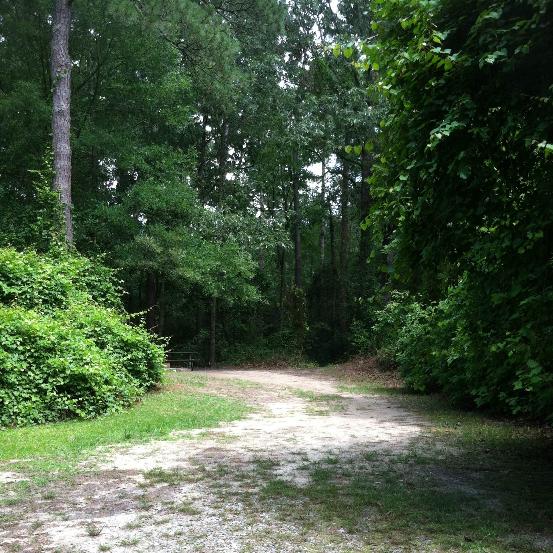 Cliffs of the Neuse State Park Camping | The Dyrt