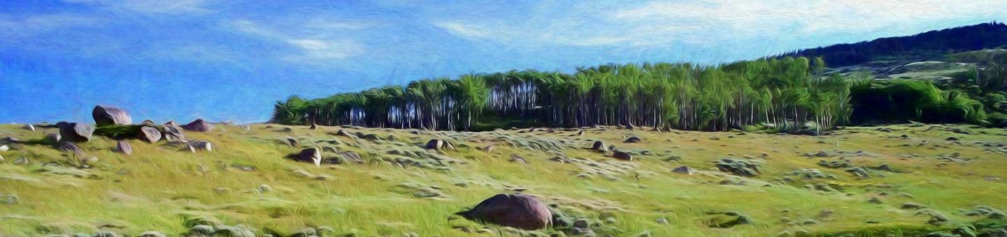 Paint Rock Lake Camping | The Dyrt