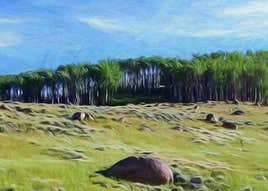 Shell Creek Camping | The Dyrt