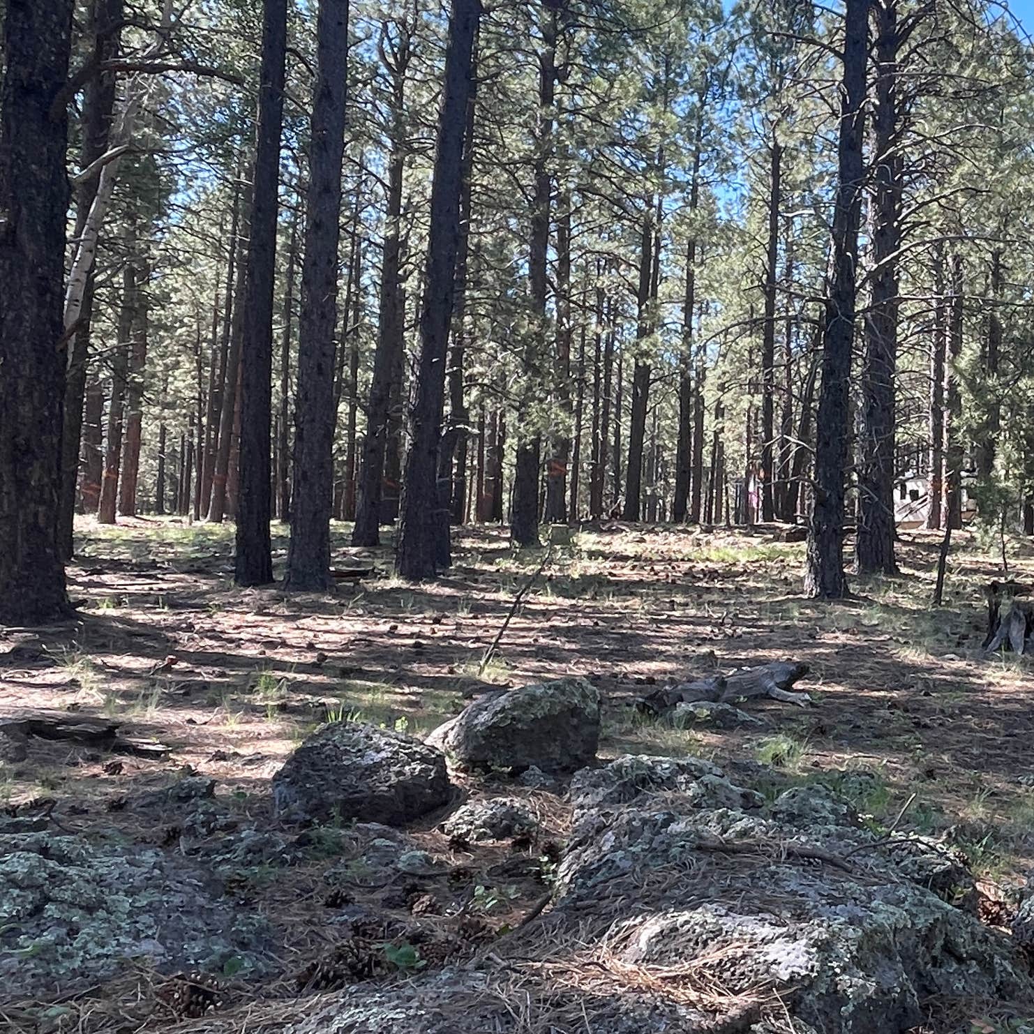 FR 151 Dispersed Camping | Bellemont, Arizona