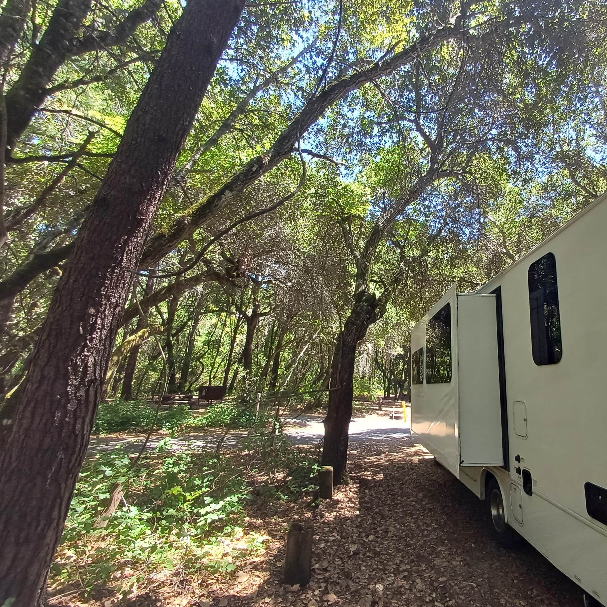 Henry Cowell Redwoods State Park Campground | Mount Hermon, California