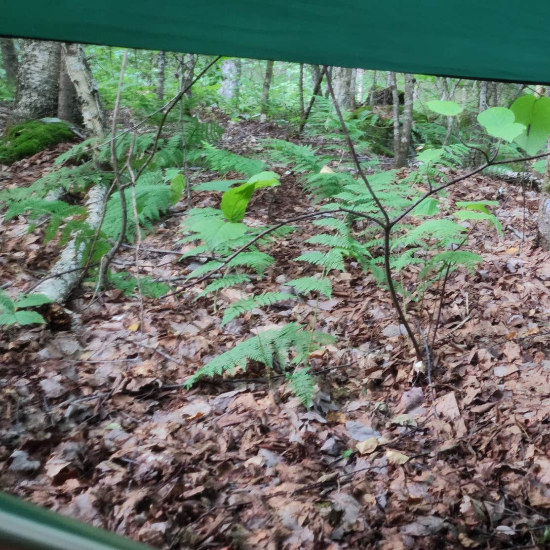 Maidstone State Park — Maidstone State Forest Camping | Maidstone, VT