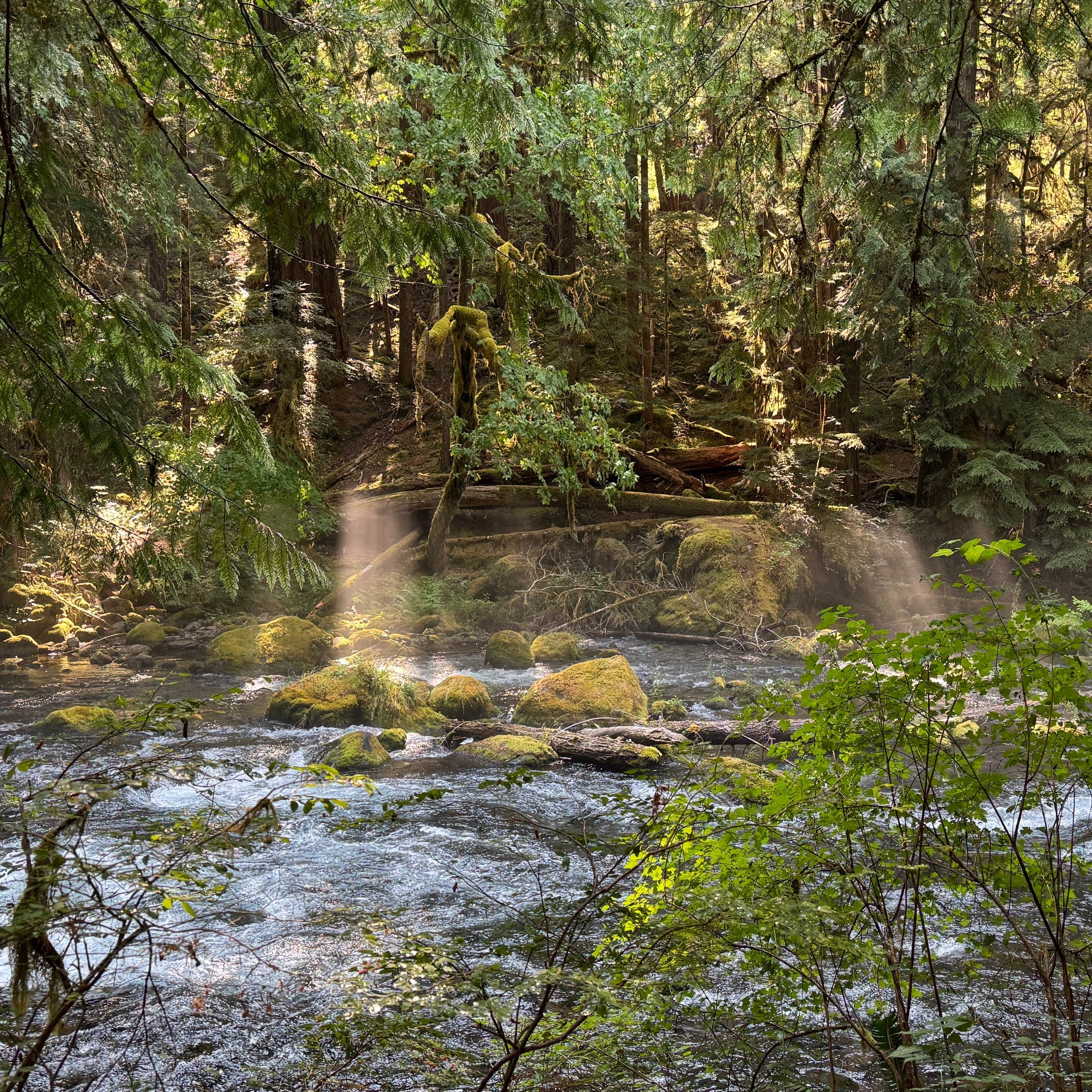 Paradise In Oregon Camping | Mckenzie Bridge, Oregon
