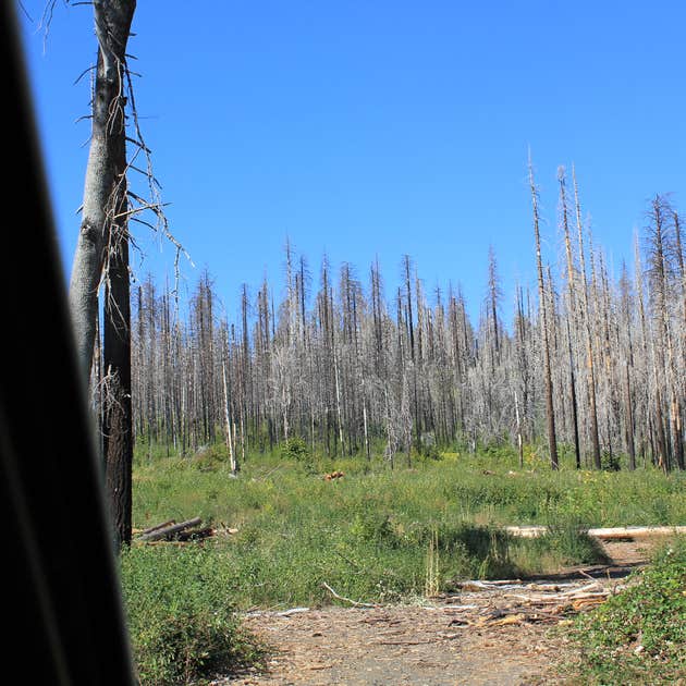 Rogers Cow Camp | Berry Creek, California