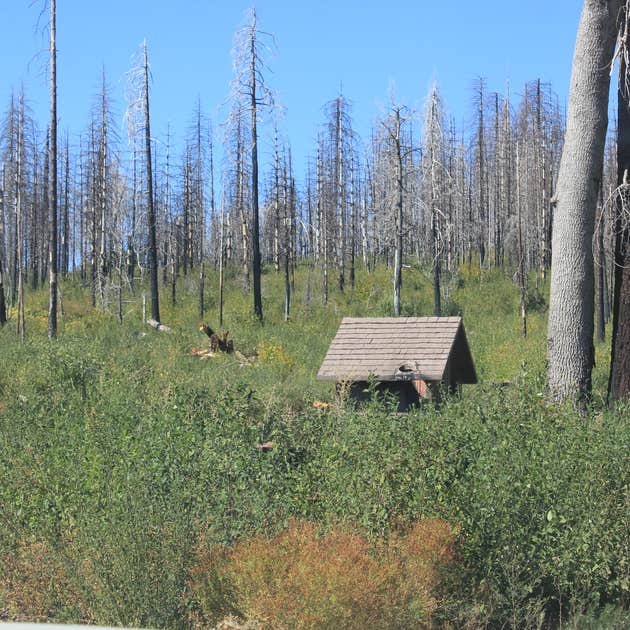 Rogers Cow Camp | Berry Creek, California