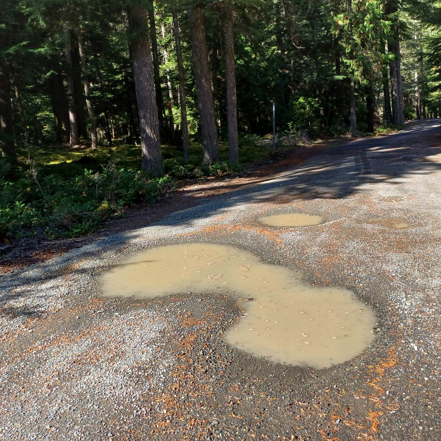 Silver Springs Sno Park Camping | Greenwater, Washington