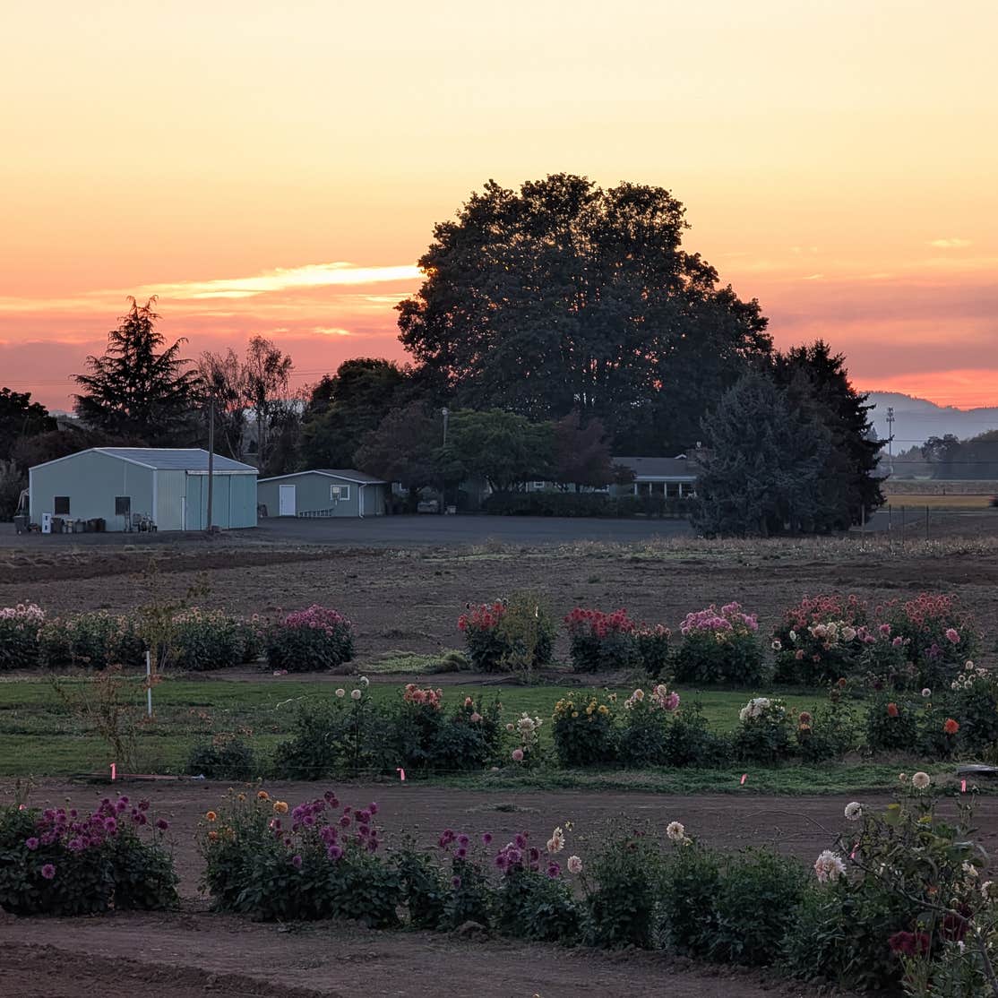 Hues Flower Farm & Nursery Camping | Junction City, Oregon