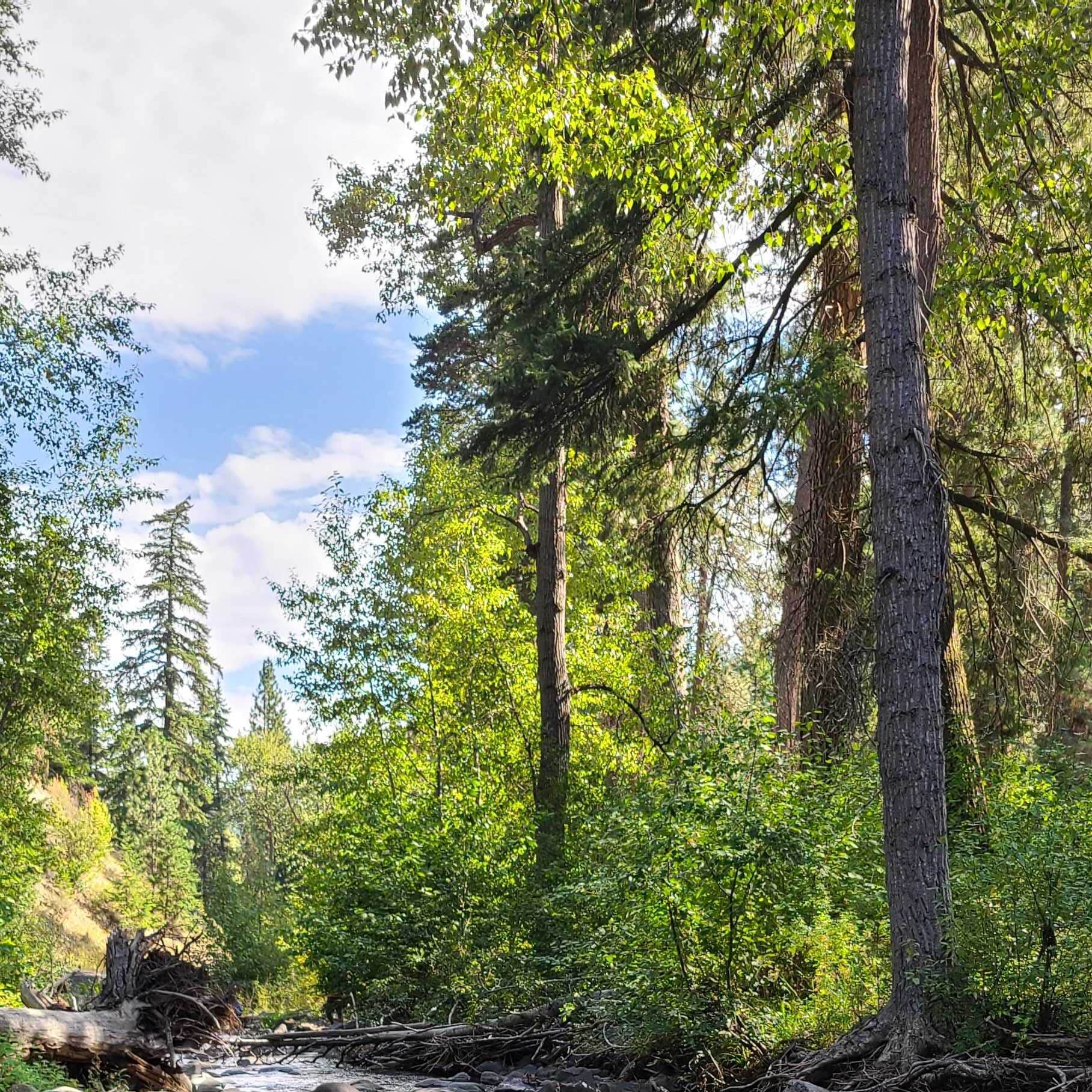 Taneum Campground | South Cle Elum, Washington