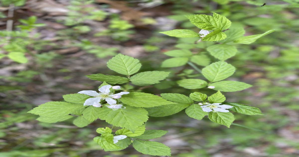 Lake Towhee County Park Camping | Richlandtown, Pennsylvania
