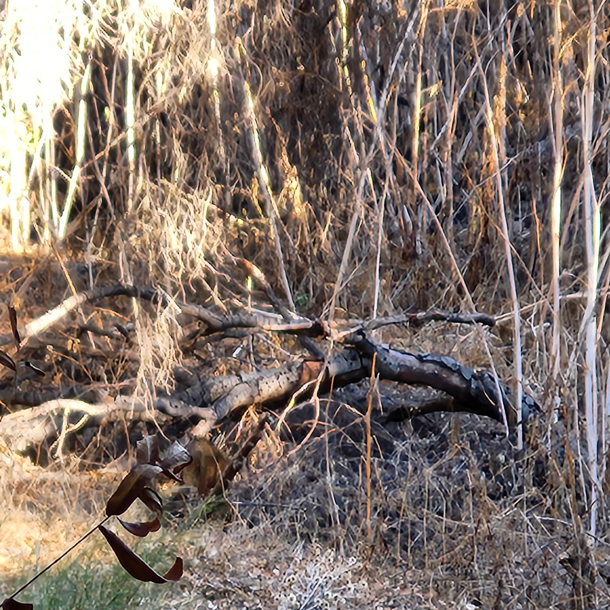 Malibu Creek State Park Campground | El Nido, California