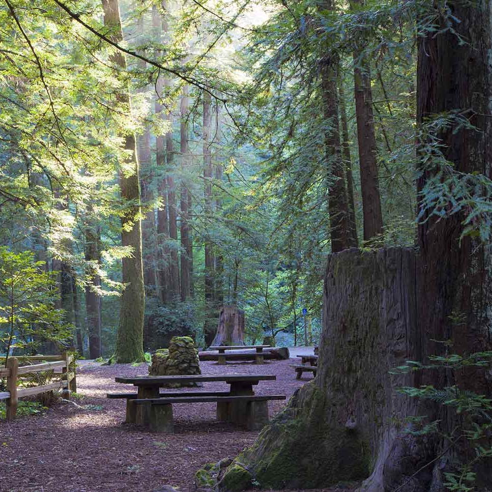 Samuel P. Taylor State Park Campground | Lagunitas, California