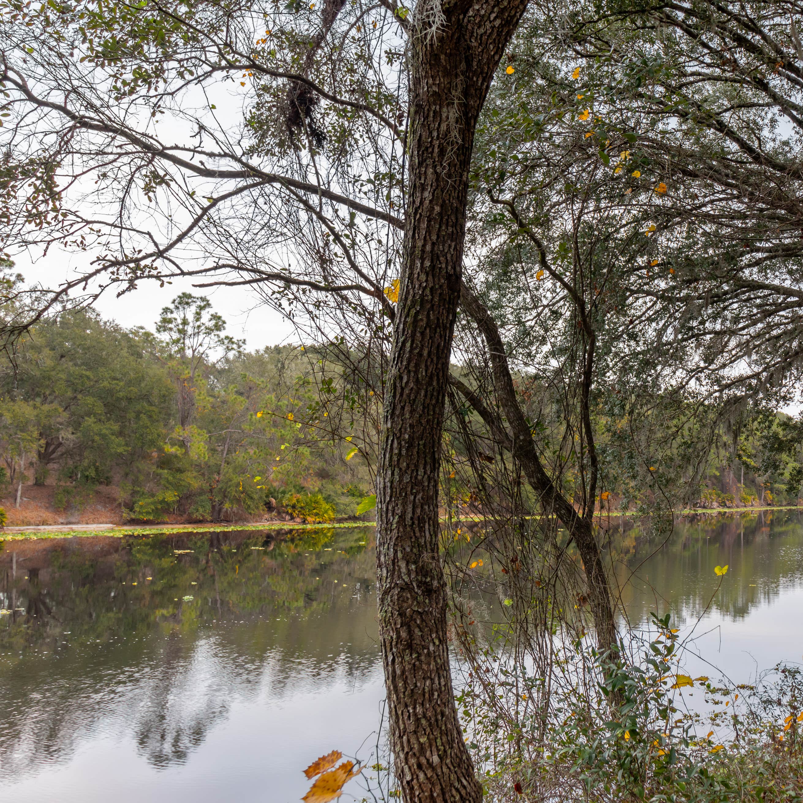 Rodman Campground | Welaka, Florida